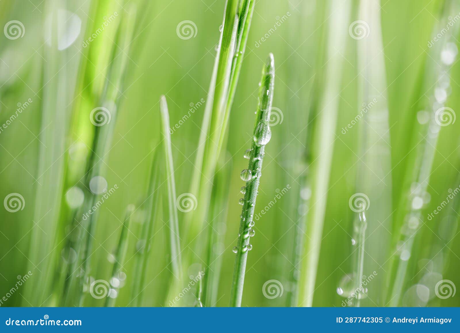 Green Grass Close-up Super Macro Shooting Stock Image - Image of nature ...