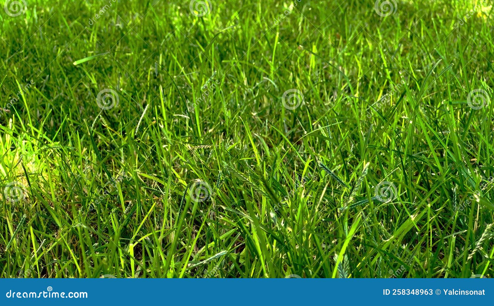 Green Grass Close-up. Grass Swaying in the Wind in Slow Motion Stock ...