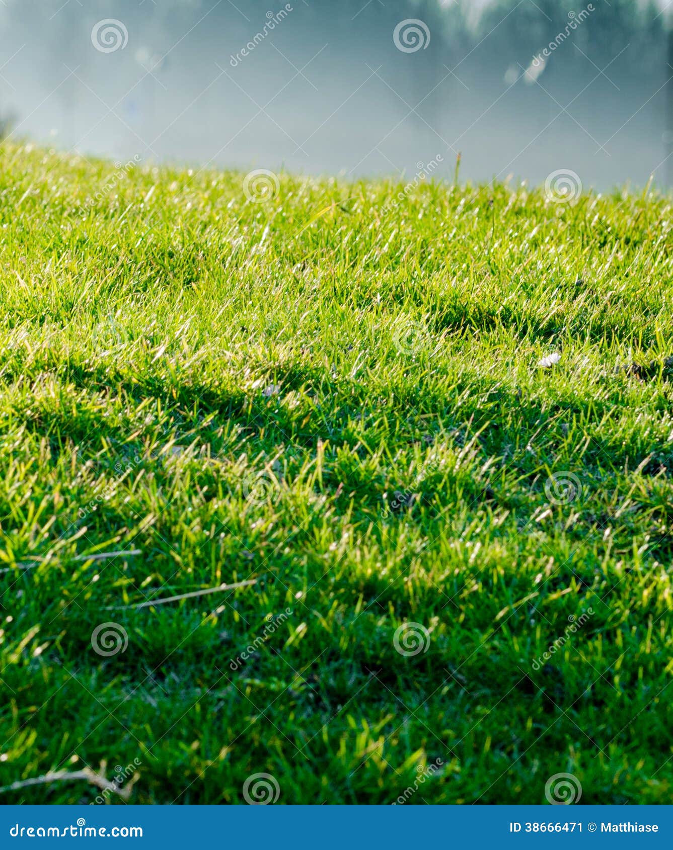 Green grass stock image. Image of blooming, ground, details - 38666471
