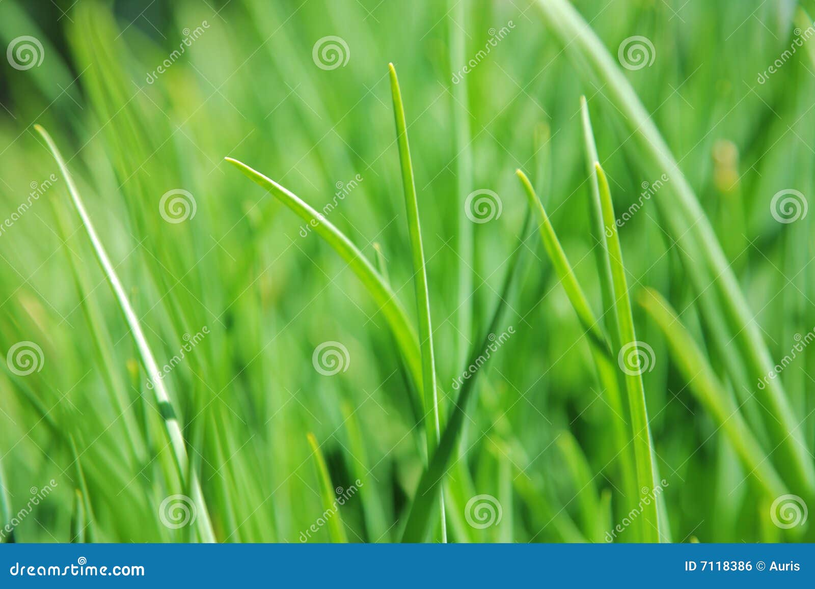 Green grass clouse-up view stock photo. Image of vibrant - 7118386