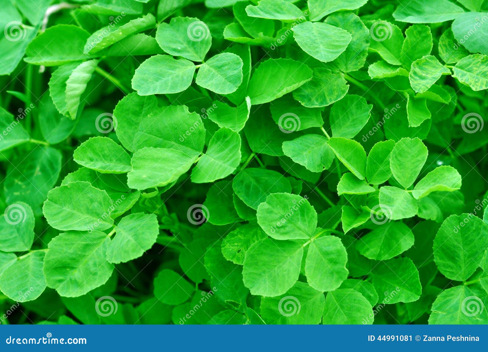Green grass clover stock image. Image of lawn, grass - 44991081