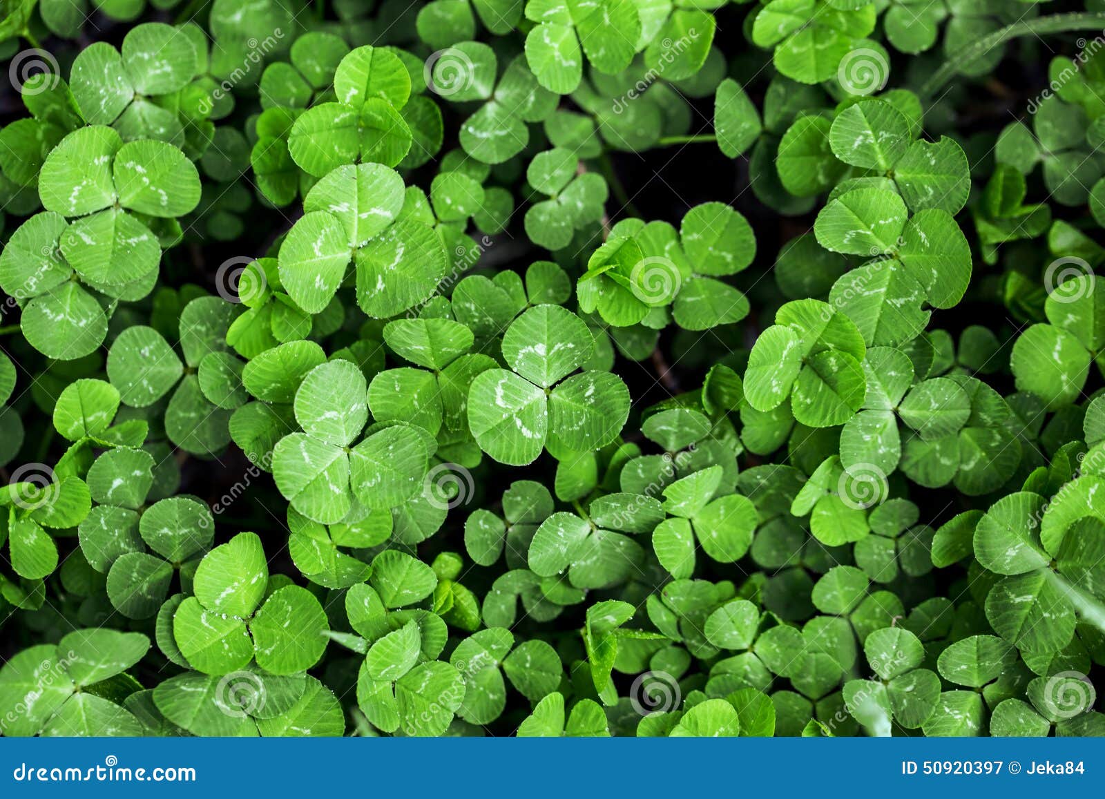 Green grass clover stock image. Image of empty, fortune - 50920397