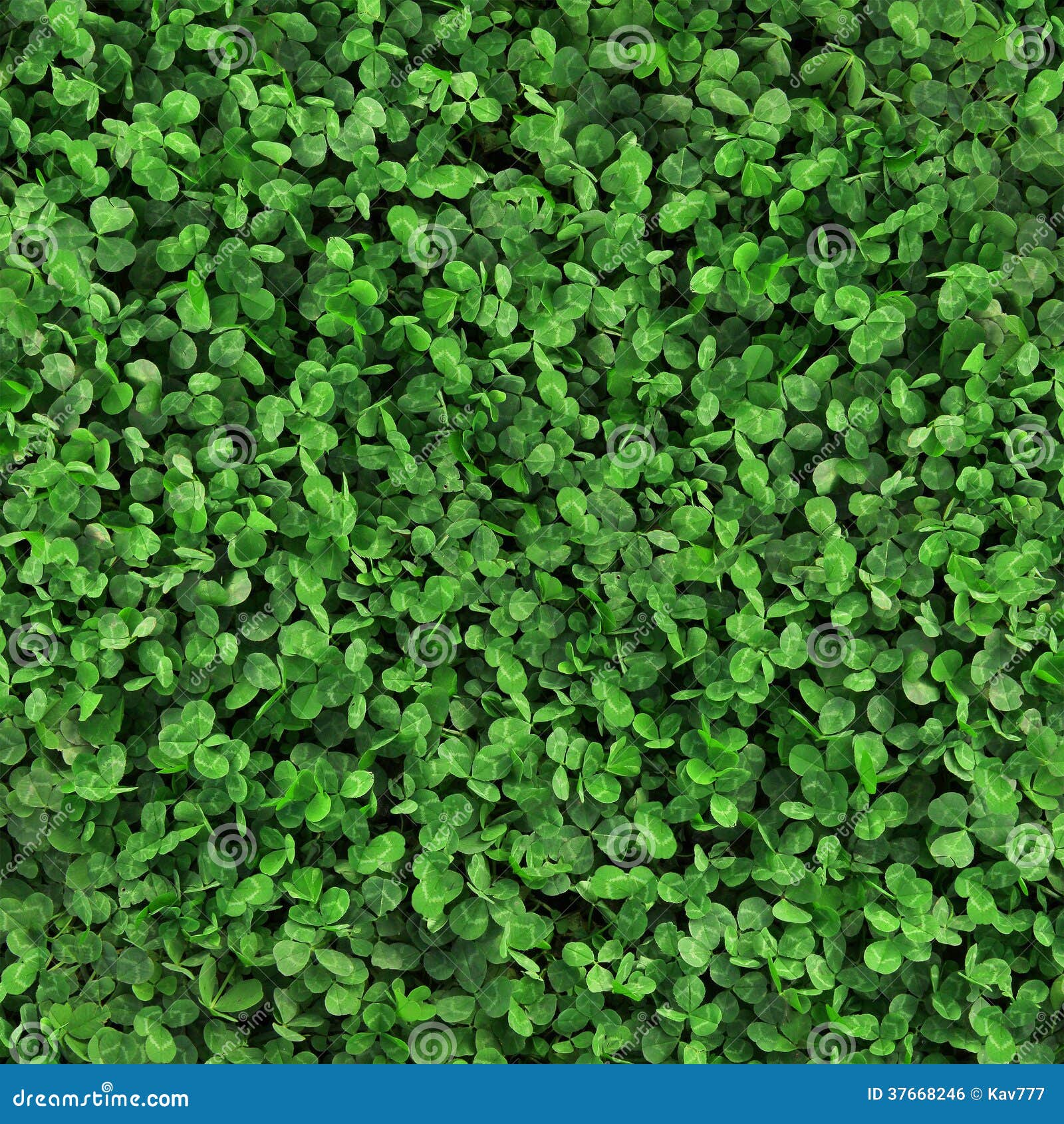 357 Clover Seamless Texture Photos - Free & Royalty-Free Stock Photos ...