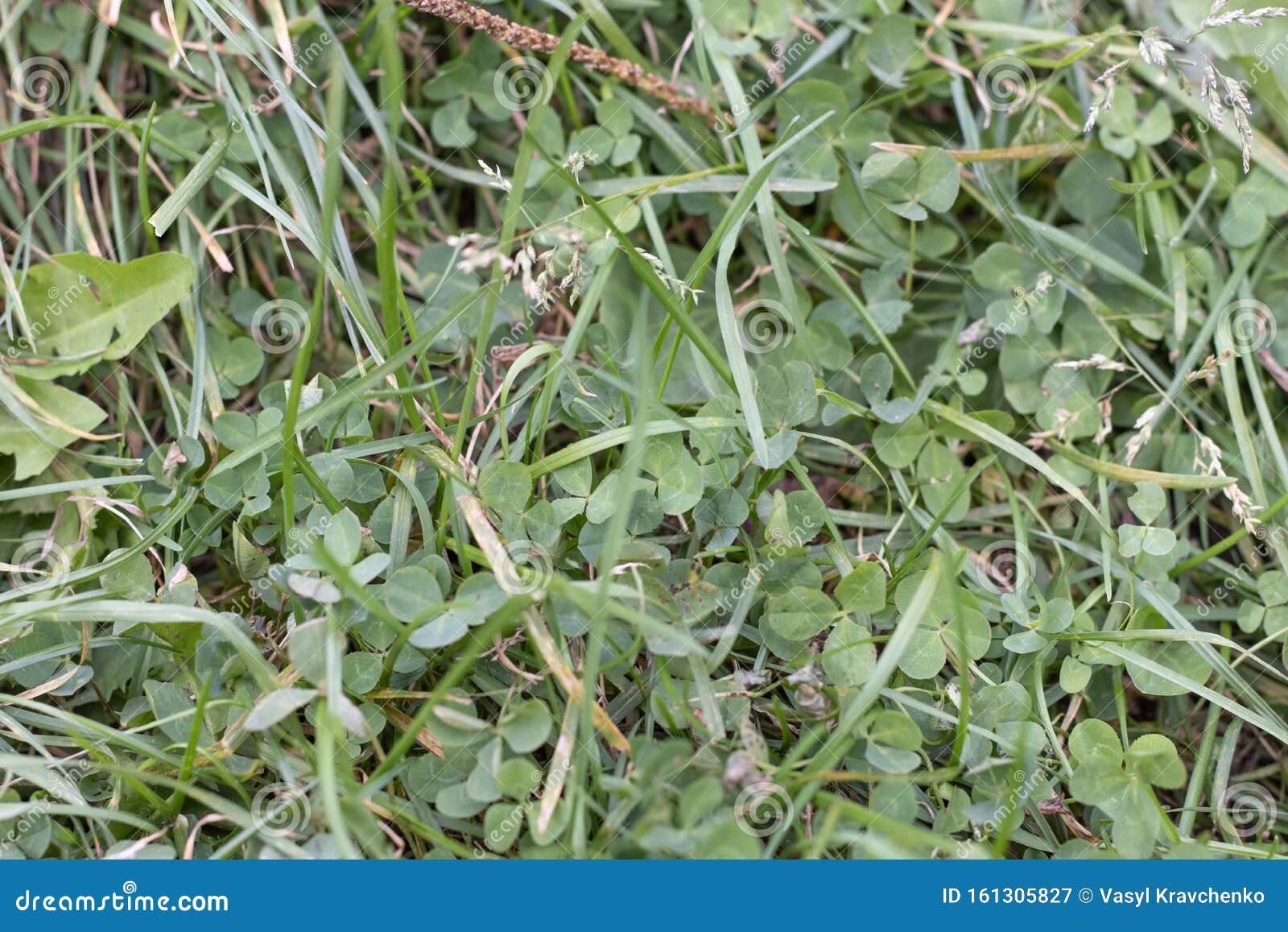 Clover Texture Stock Photo | CartoonDealer.com #54