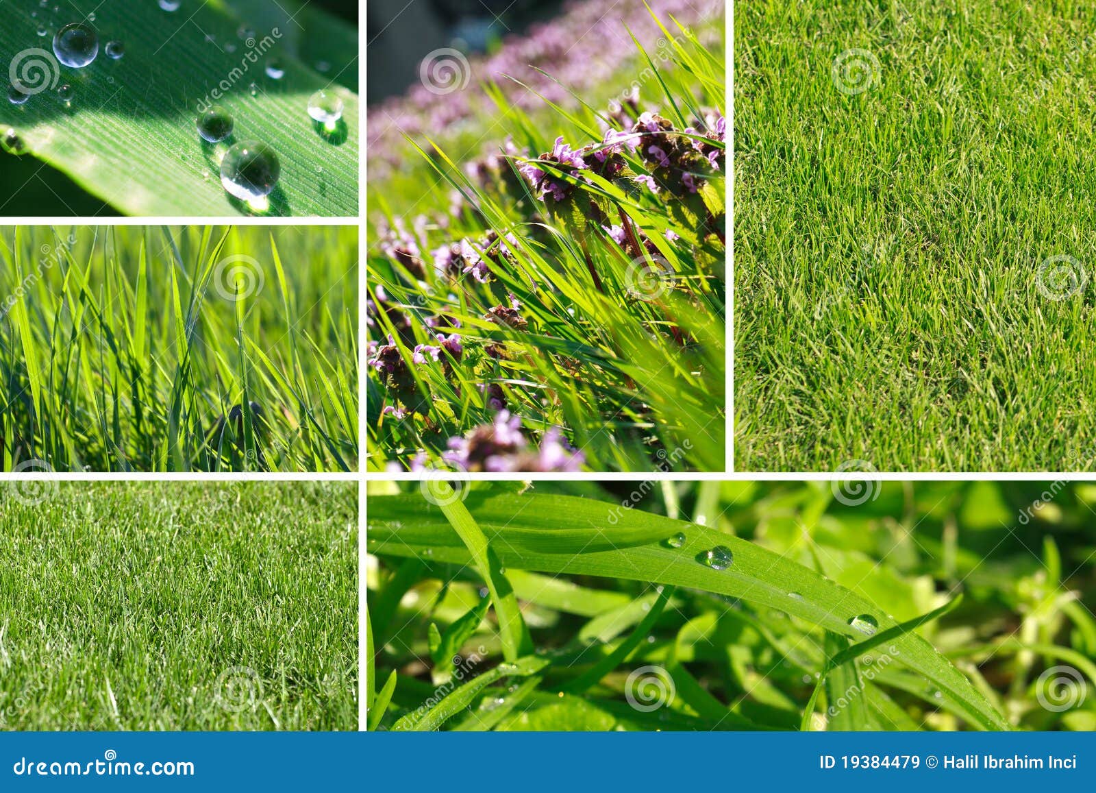 Green grass collage stock image. Image of energy, drop - 19384479
