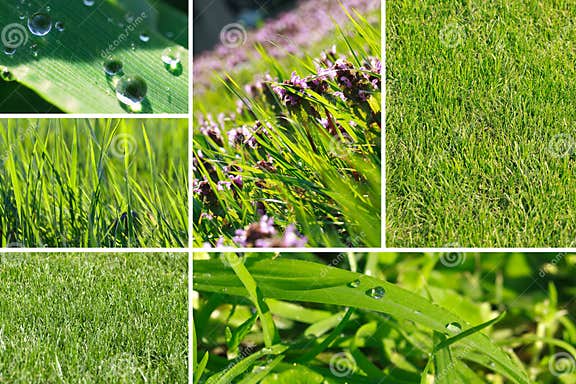 Green grass collage stock image. Image of energy, drop - 19384479