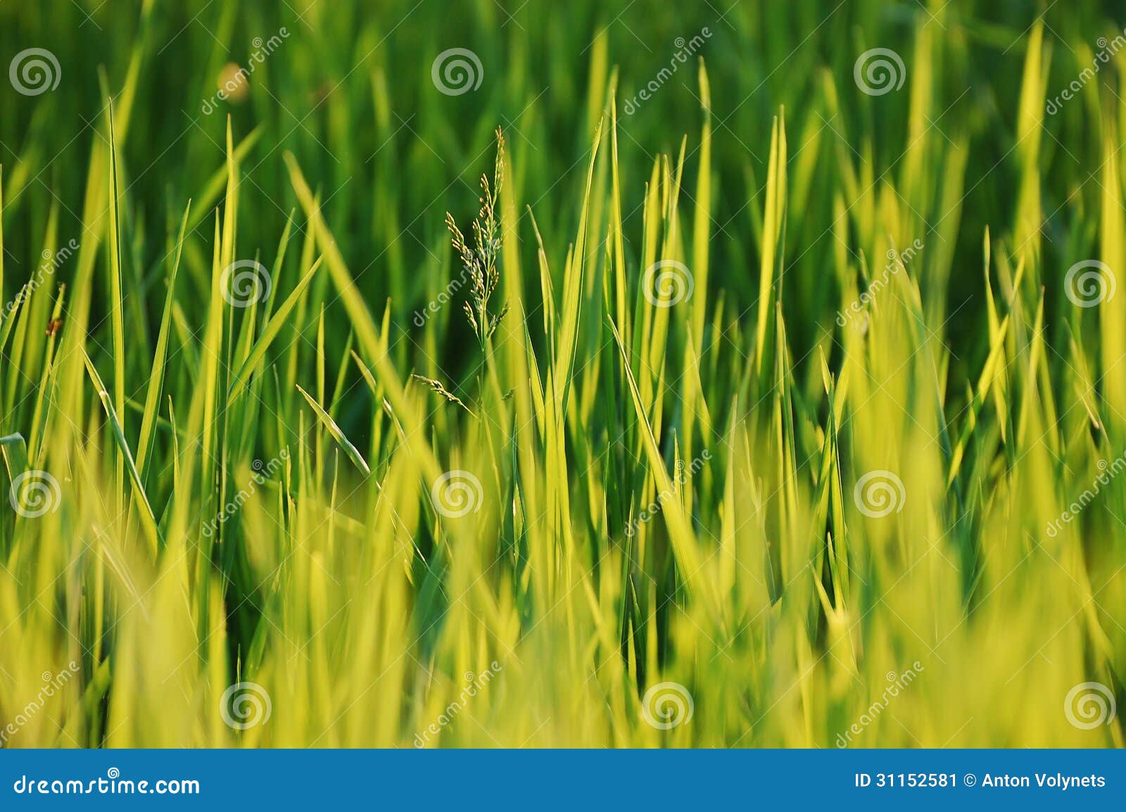 Green grass stock image. Image of grass, outdoor, garden - 31152581