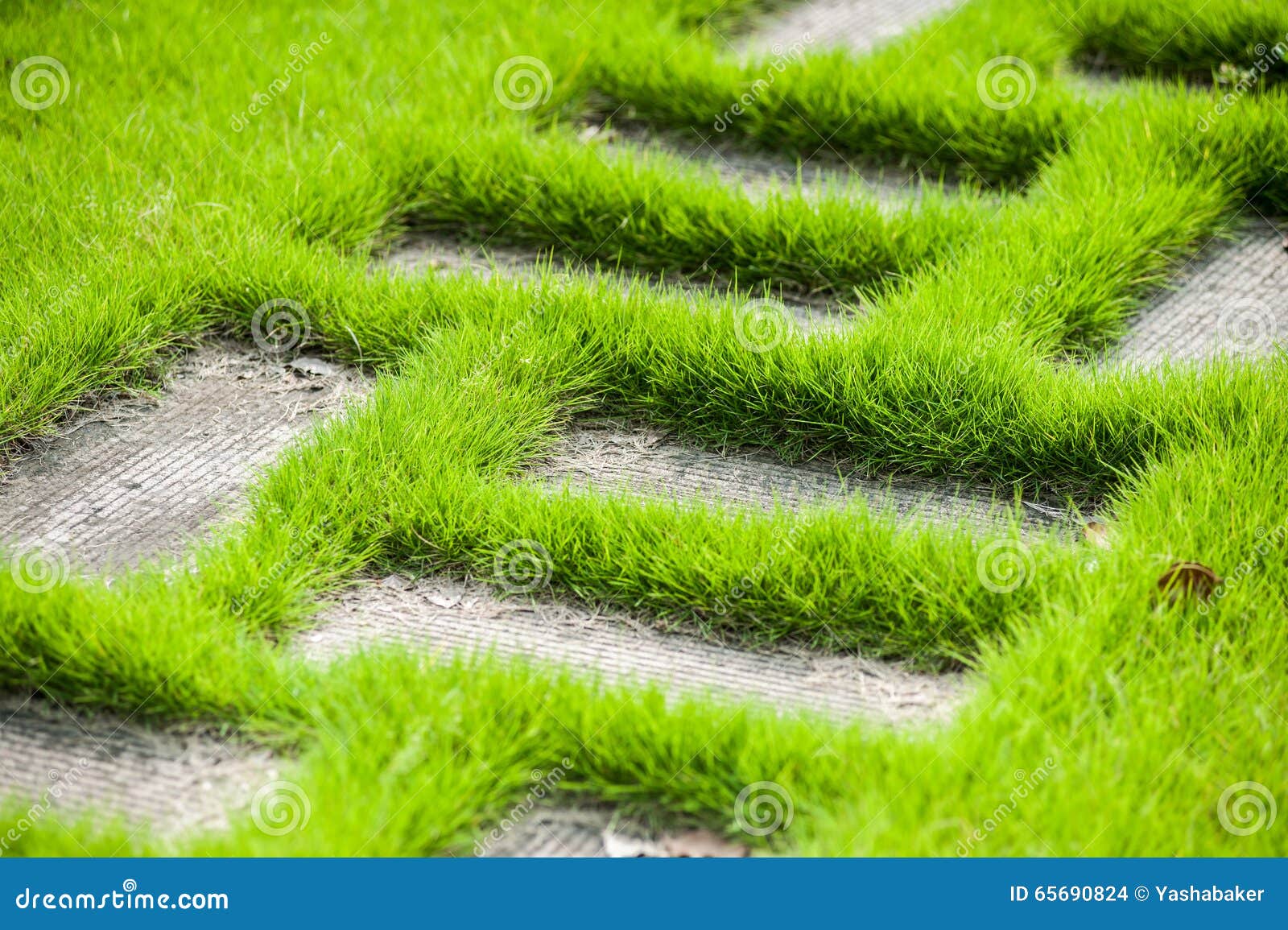 Green Grass and Concrete Tiles Stock Photo - Image of grass, landscape ...