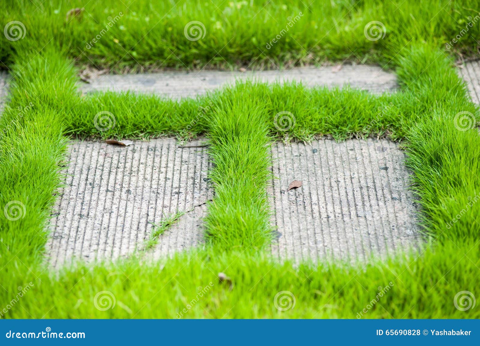 Green Grass and Concrete Tiles Stock Photo - Image of closeup, edge ...