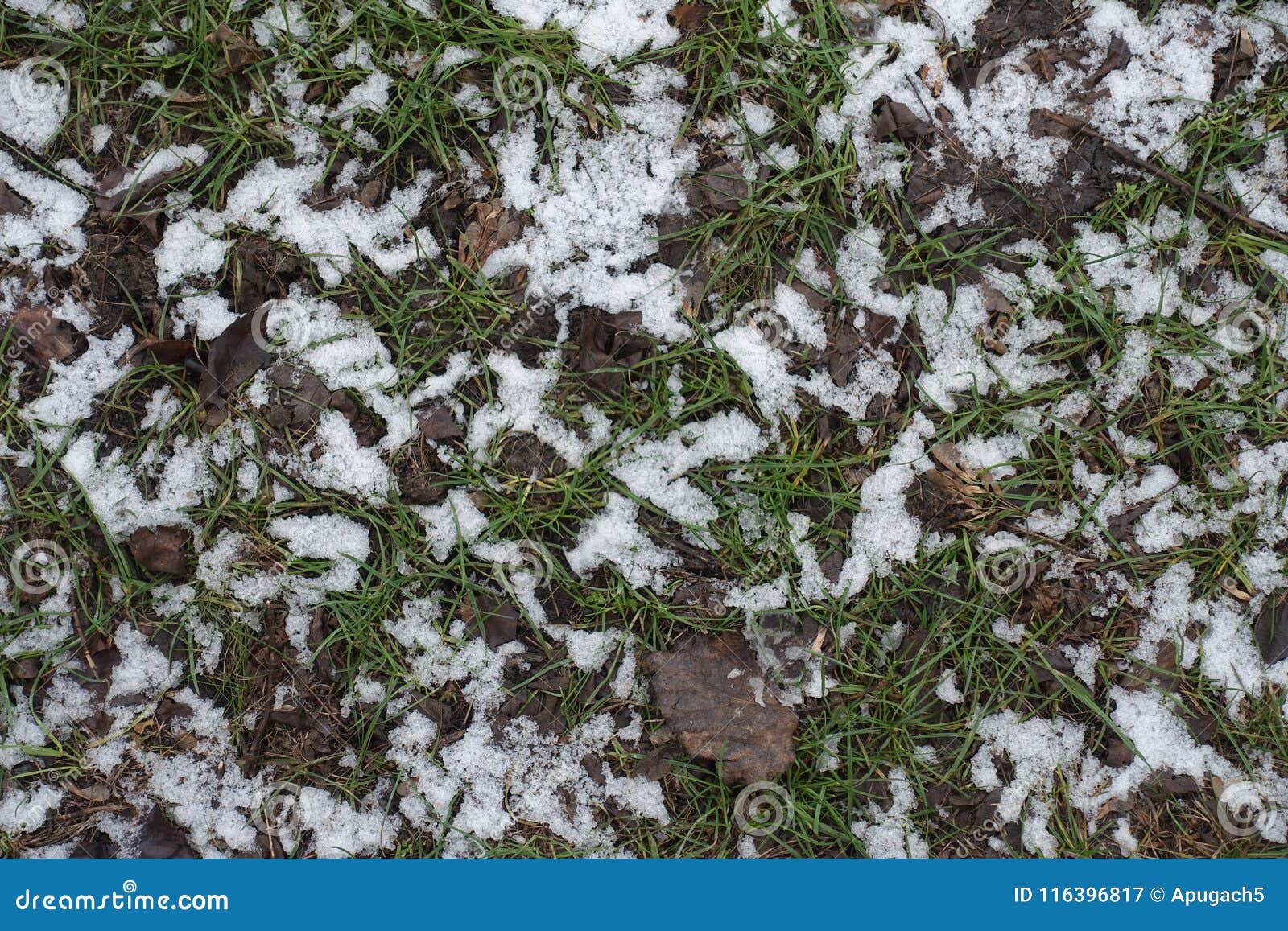 Green Grass Covered with Fallen Leaves and Snow Stock Image - Image of ... Green Grass Covered with Fallen Leaves and Snow Stock Image - Image of ...