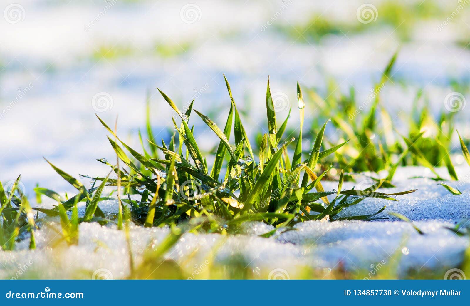 Green Grass is Covered with Snow on a Clear Winter Day during Thaw ...