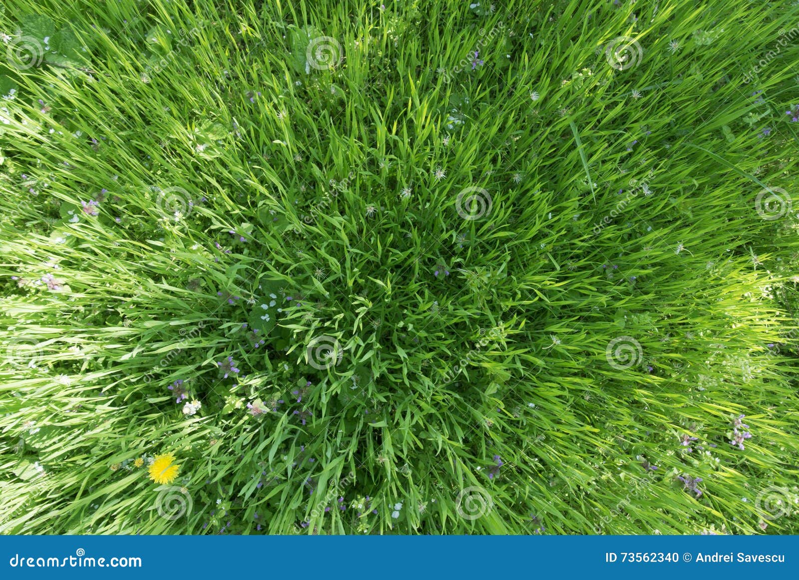 Green Grass 3D effect stock photo. Image of green, farm - 73562340