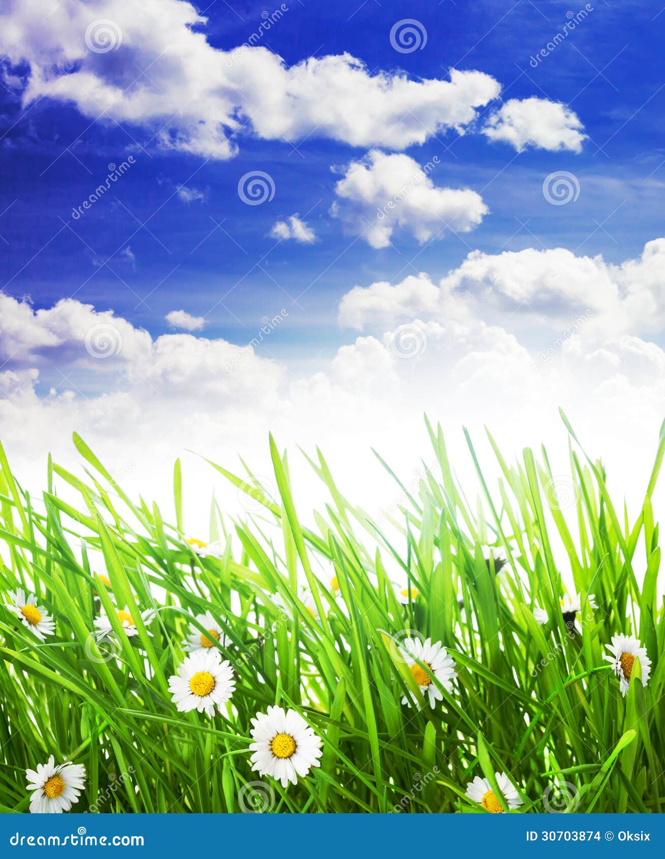 Green grass and daisy stock photo. Image of macro, bloom - 30703874