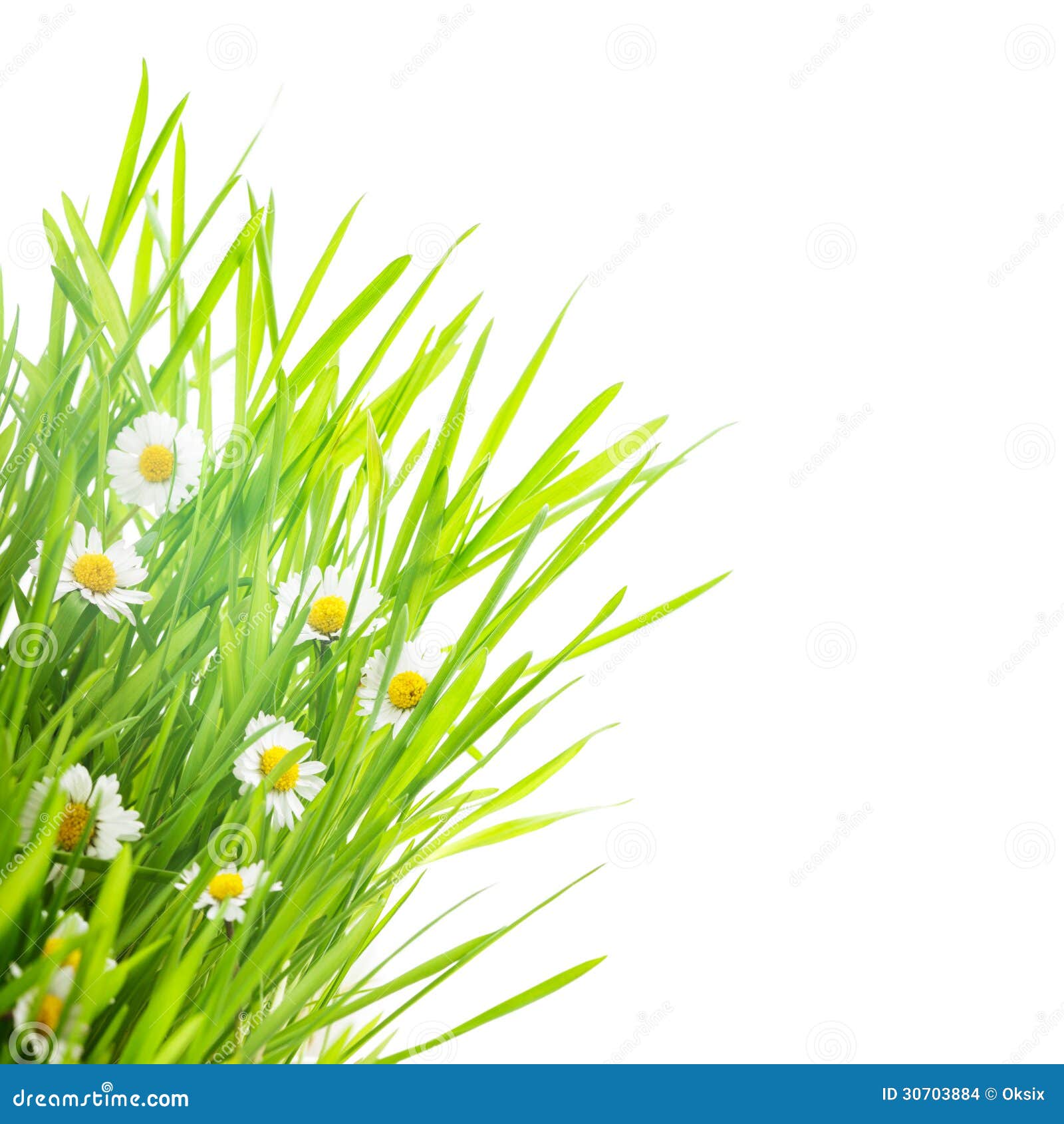 Green grass and daisy stock photo. Image of beauty, nature - 30703884