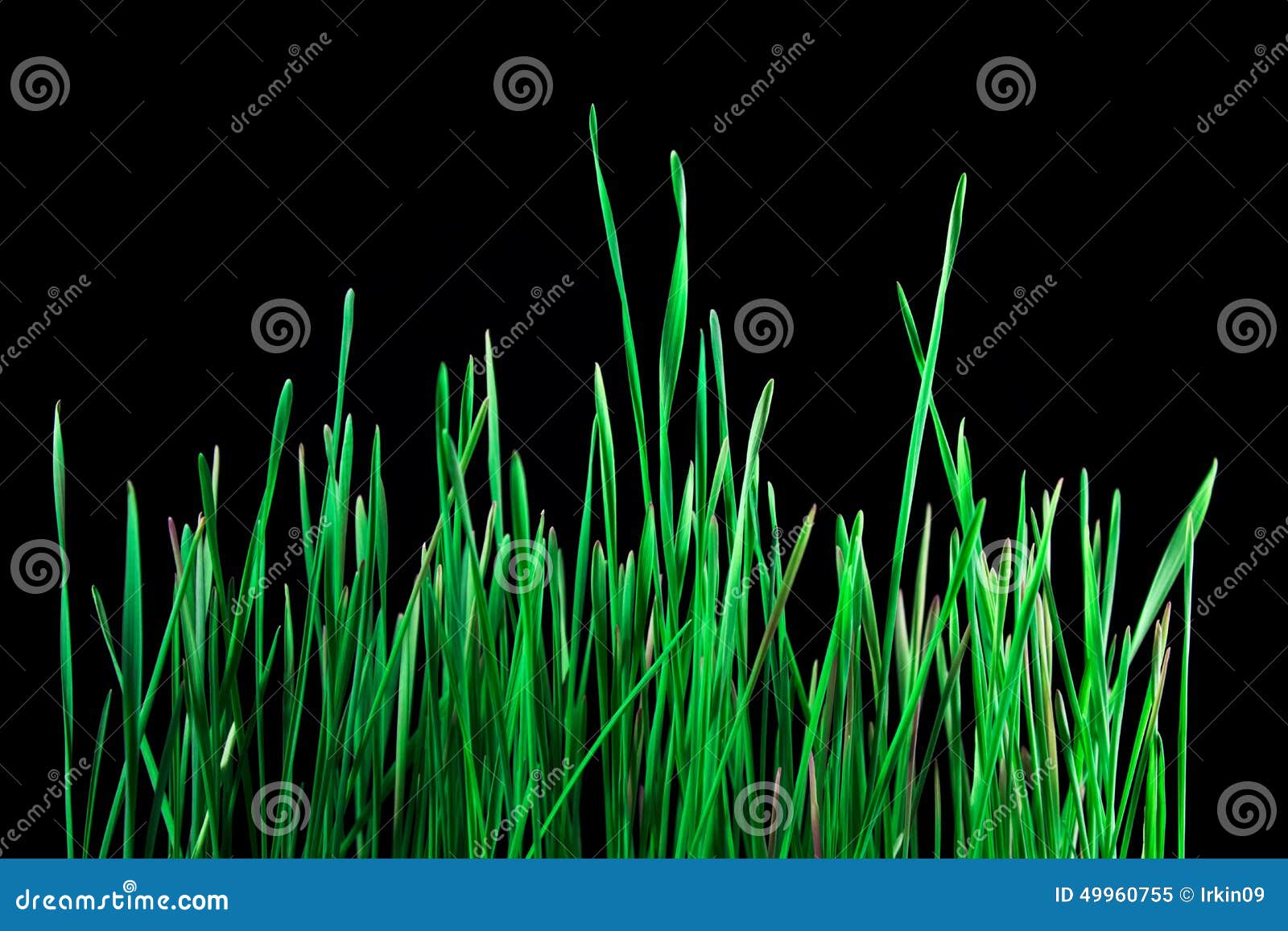 Green Grass on Dark Background Stock Image - Image of agriculture ...