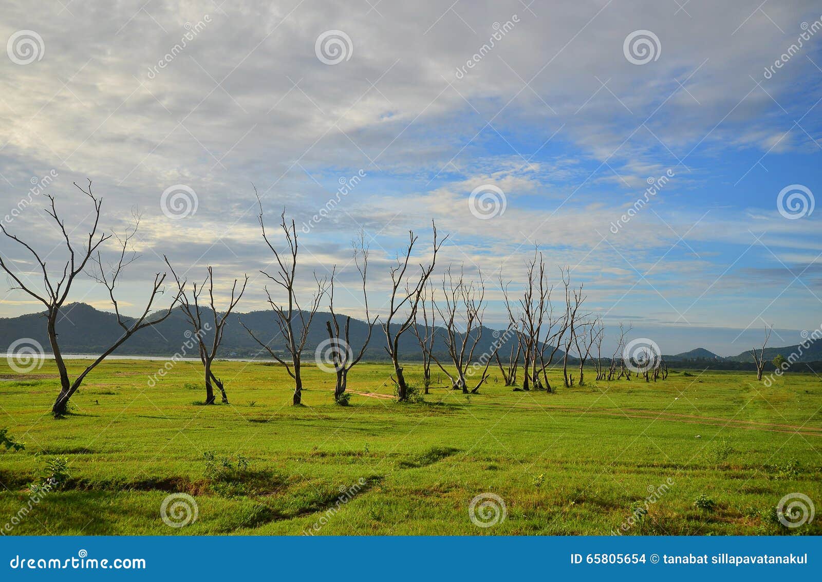 Green grass with dead tree stock photo. Image of field - 65805654