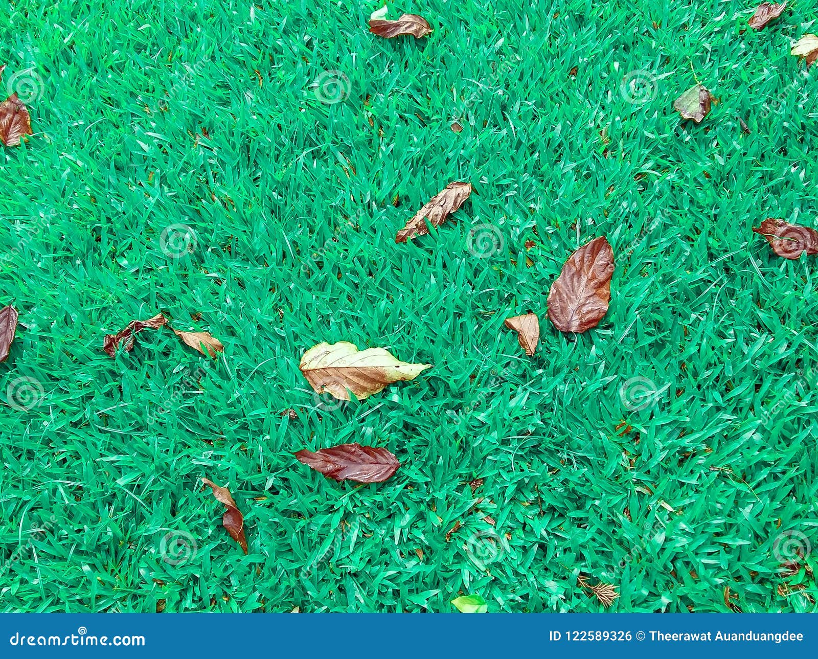 Green Grass and Decayed Leaves Fall Down on the Ground, Stock Photo ...