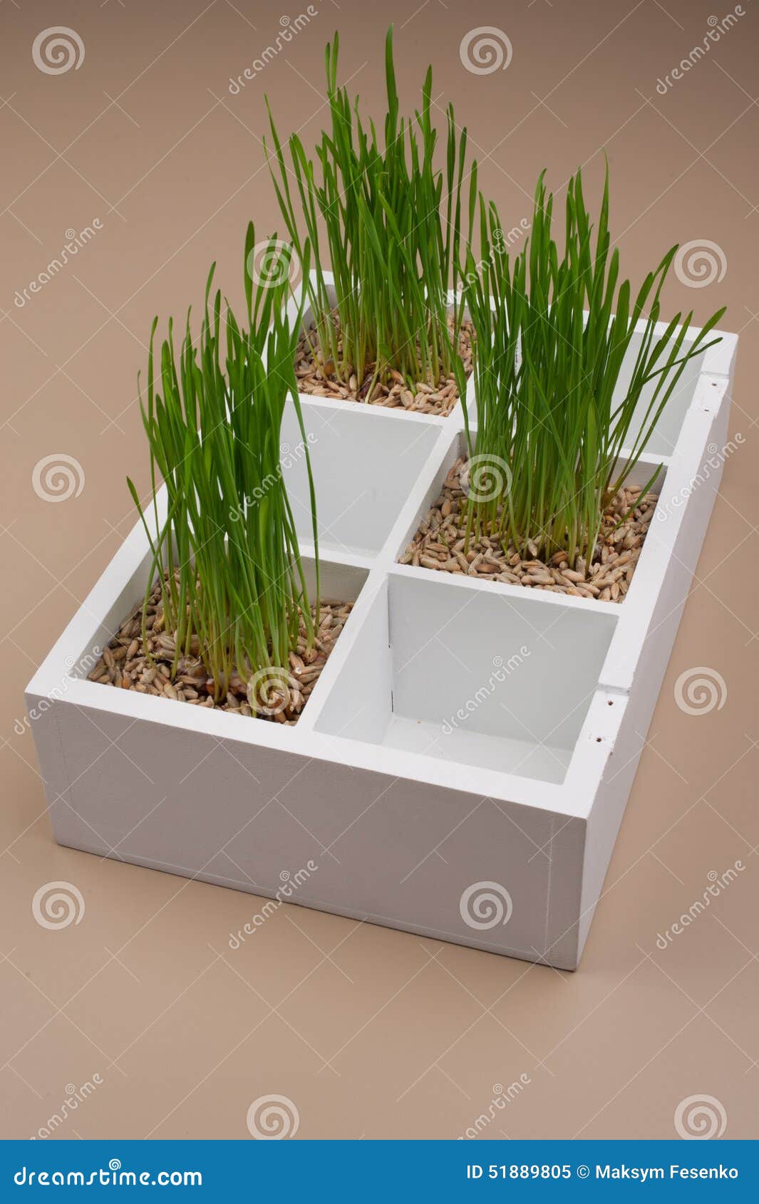 Green Grass in Decorative White Box Stock Image - Image of modern ...