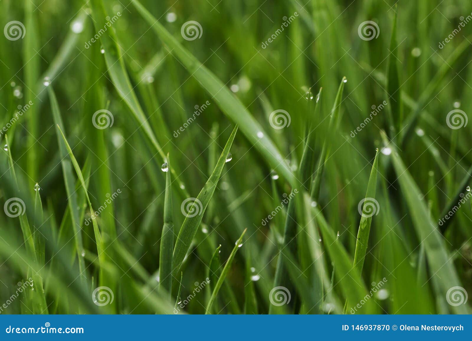 Green Grass with Dew, Close Up. Stock Photo - Image of harmony, liquid ...