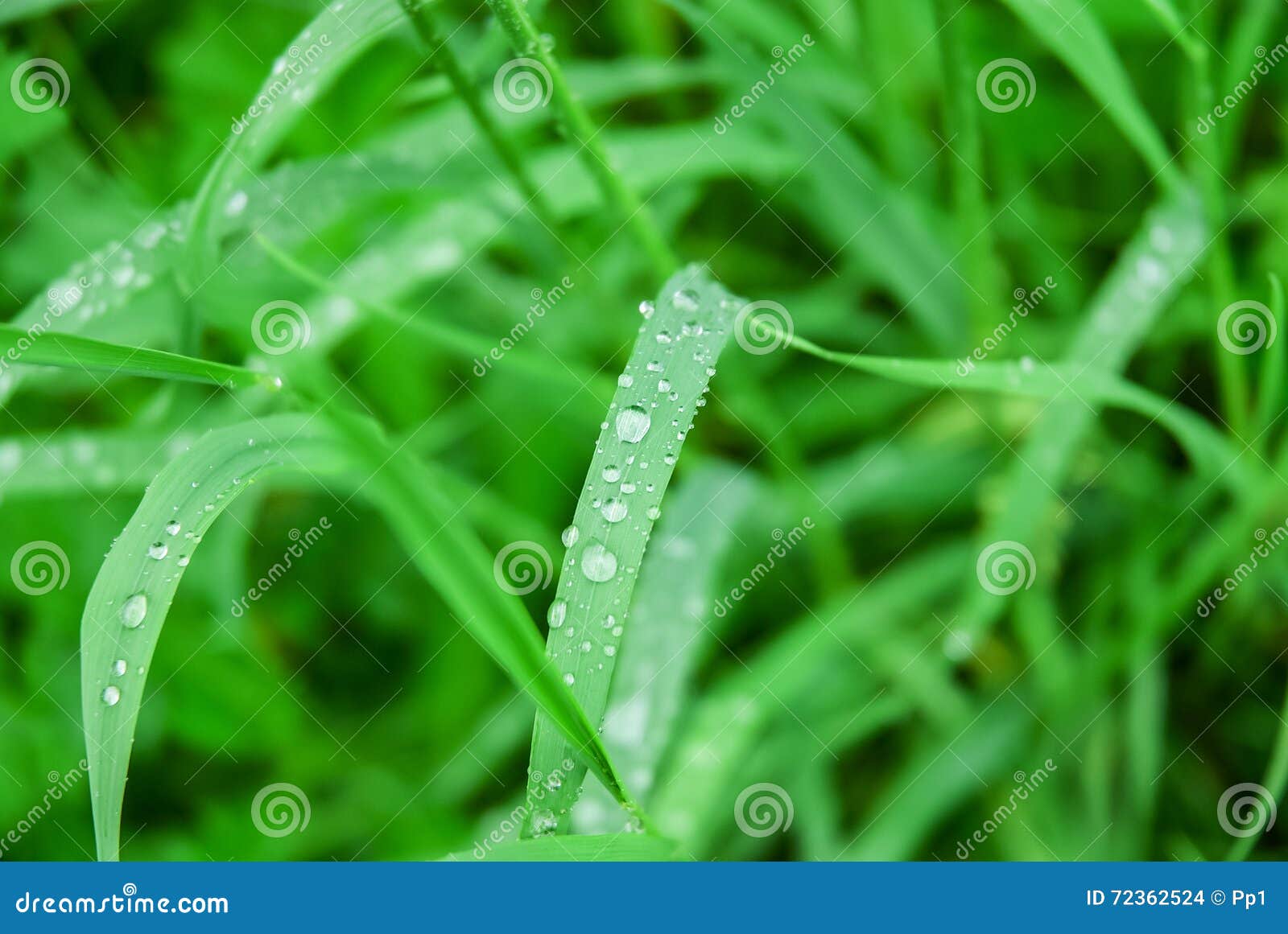 Green Grass Dew Drop Detail Closeup Macro Stock Photo - Image of meadow ...