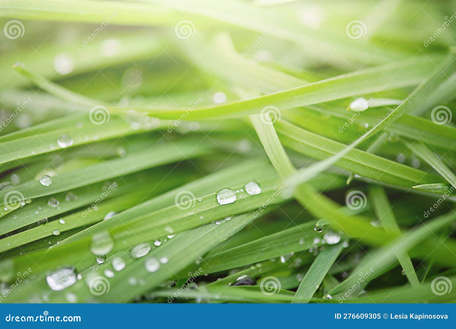 Green Grass with Dew Drops Macro Photo. Natural Green Background with ...