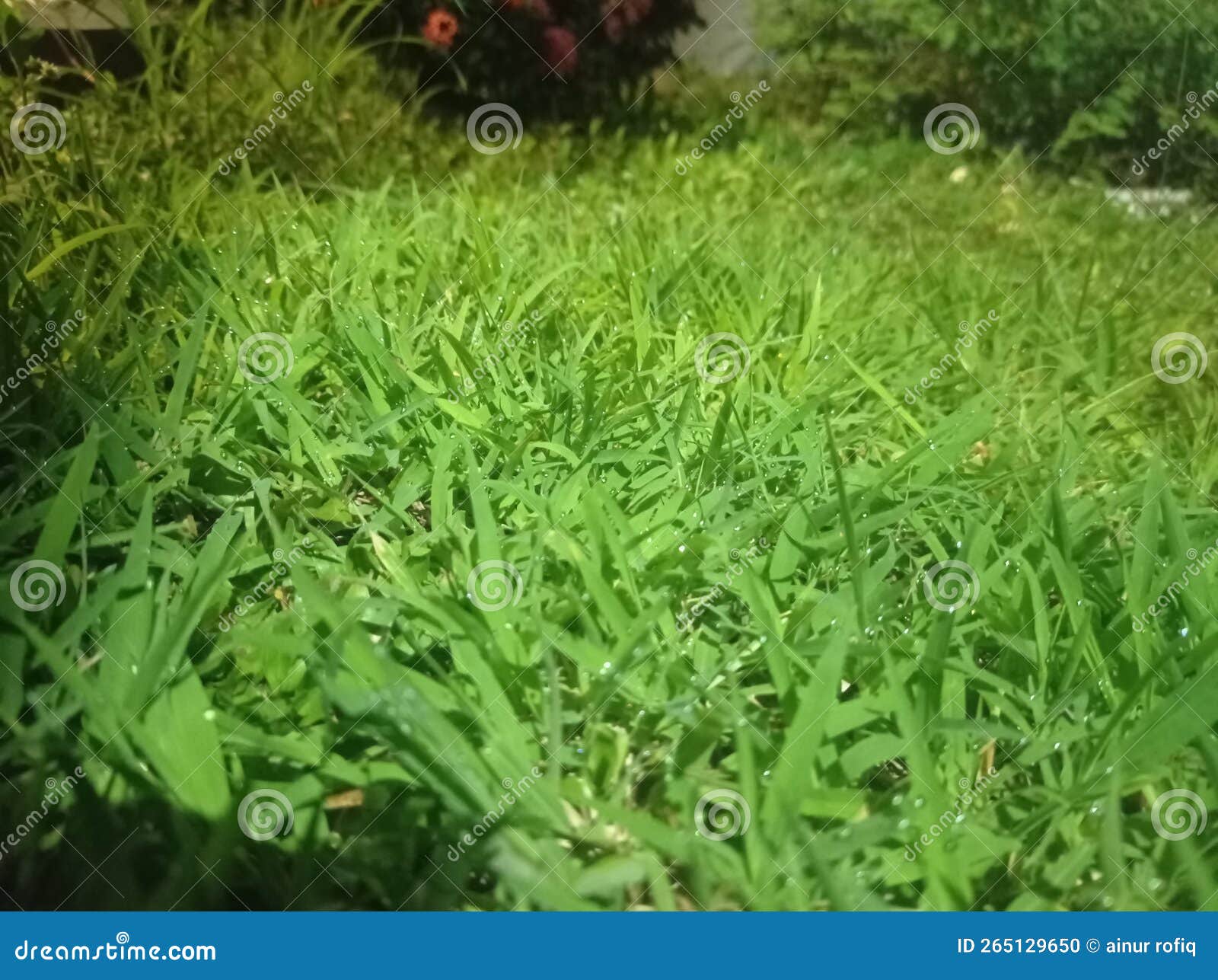 Green Grass with Dew Drops at Night Illuminated by Lights Stock Photo ...