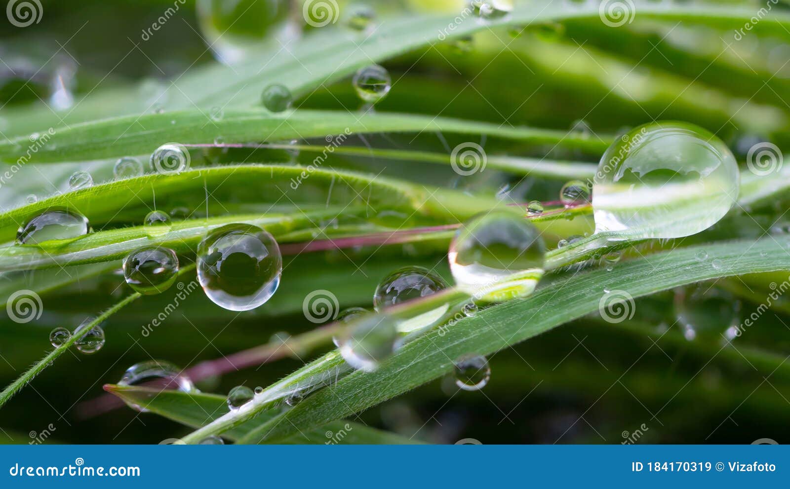Green Grass in Nature with Raindrops Stock Image - Image of green, leaf ...