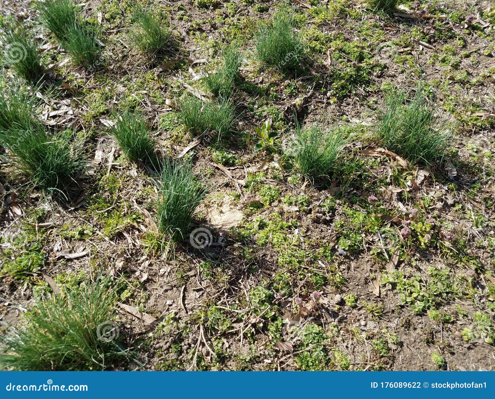 Green Grass and Dirt Mound with Bee Stock Photo - Image of weeds ...