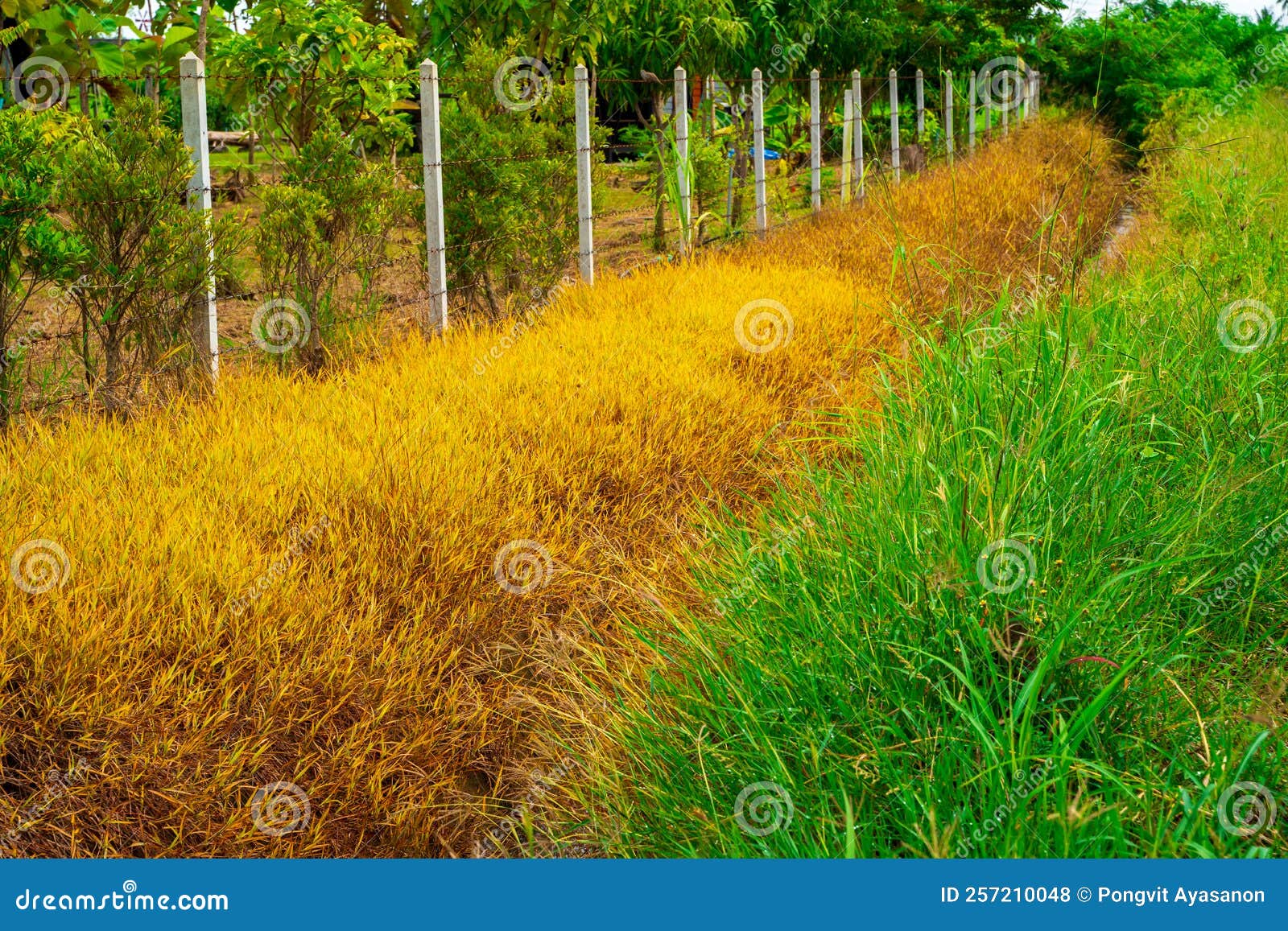 Green Grass and Dry Grass, Effect of Herbicide Sprayed on Grass, Grass ...