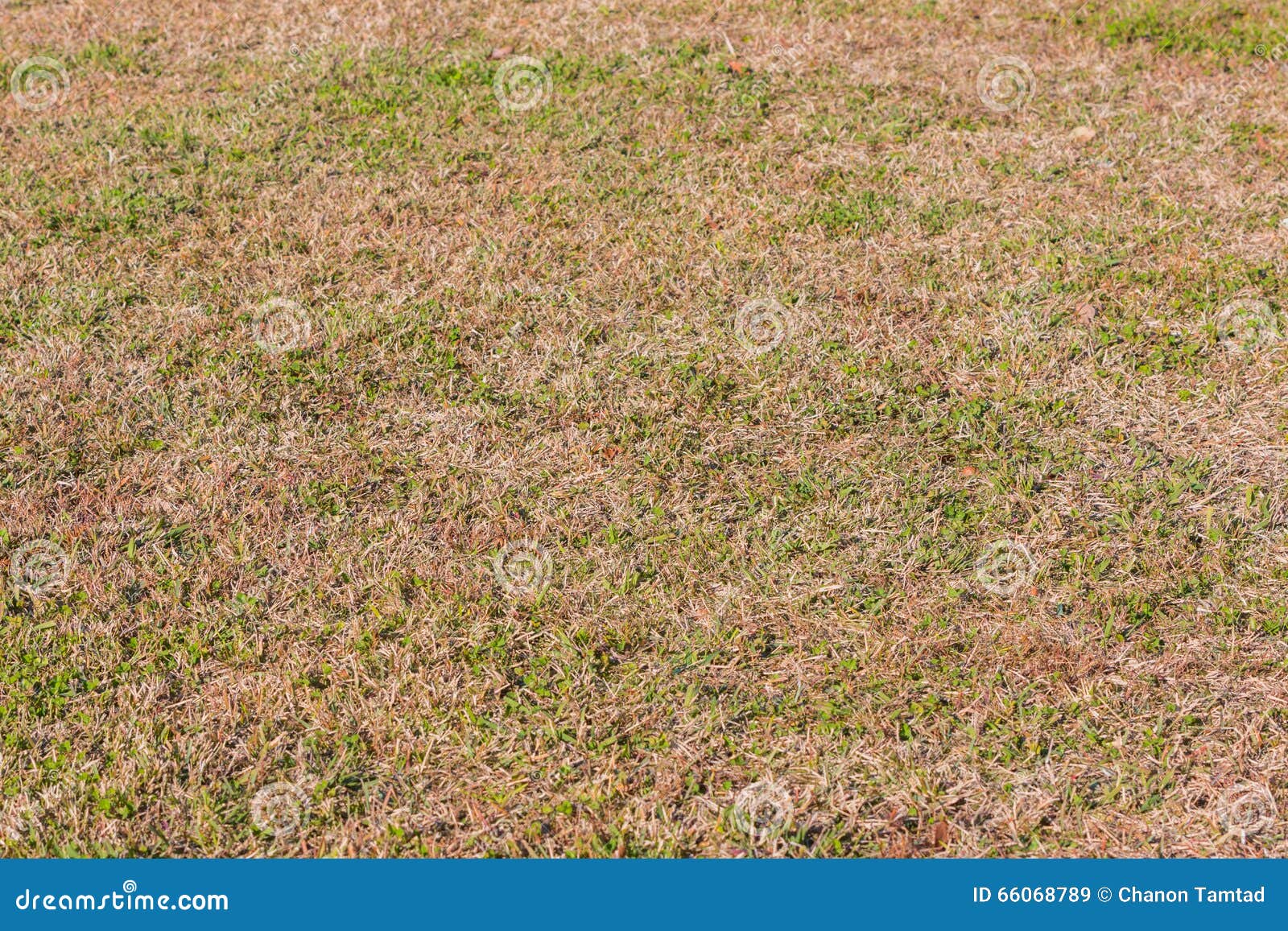 Green grass and dry grass. stock image. Image of environment - 66068789