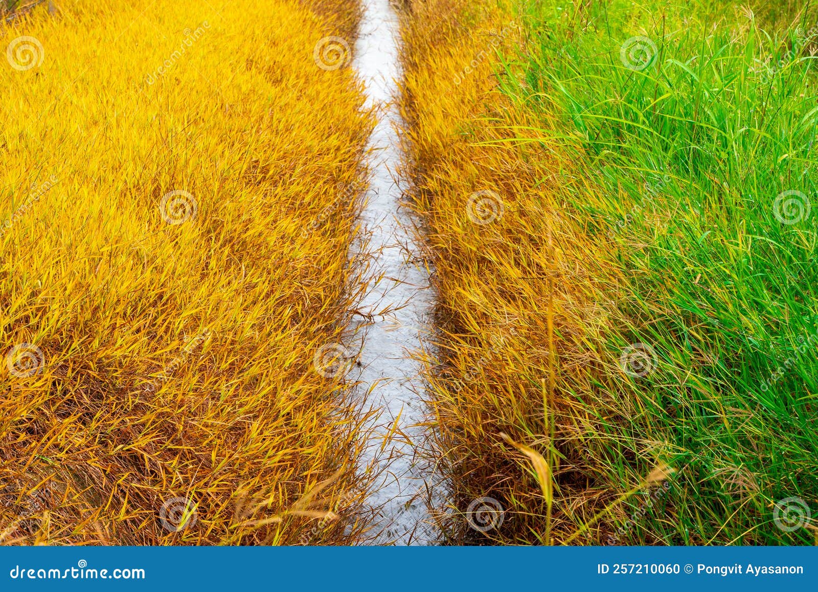 Green Grass And Dry Grass Effect Of Herbicide Sprayed On Grass Grass Reddish Brown Died