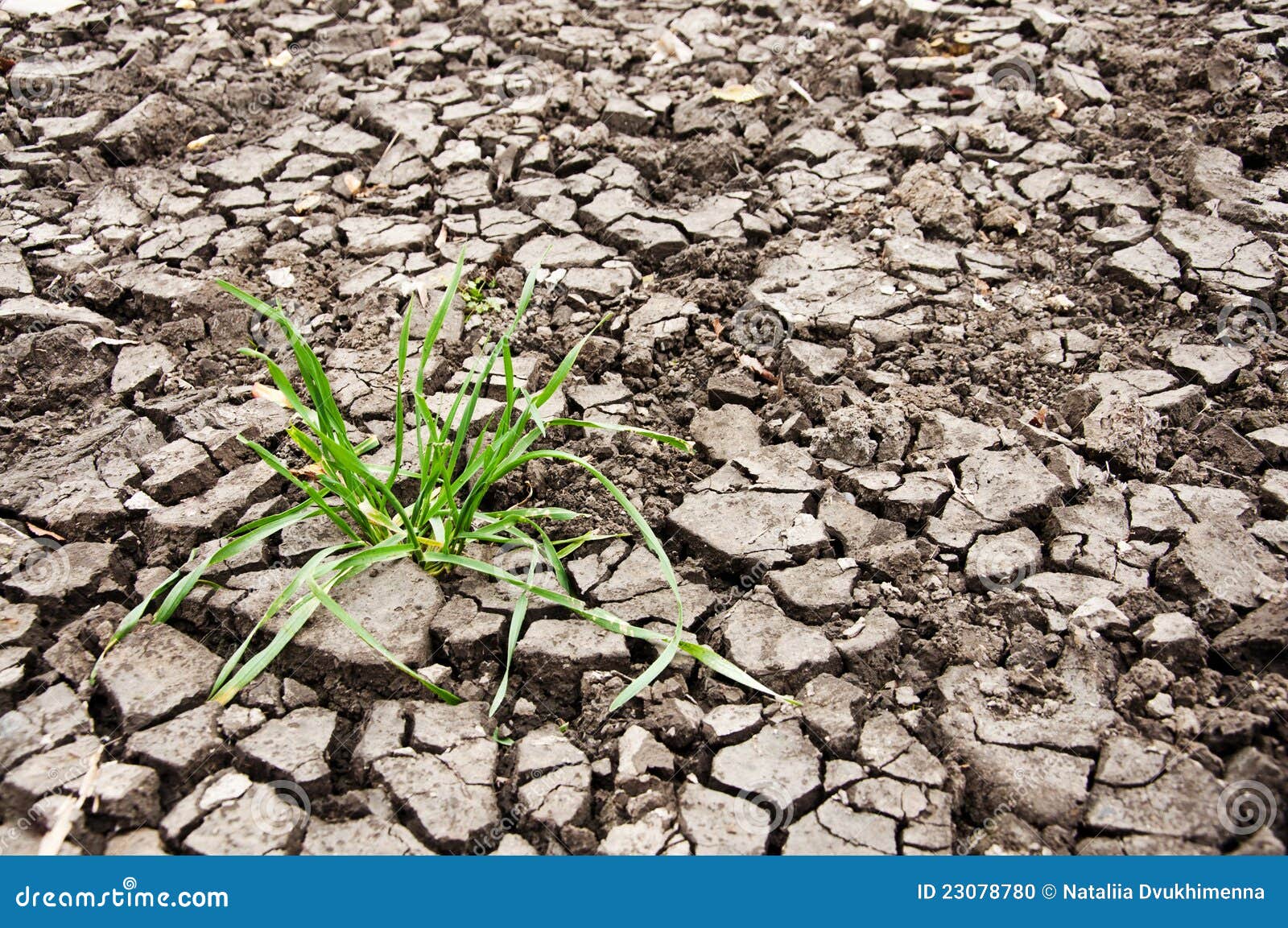 Green Grass in the Dry Ground Stock Photo - Image of disaster, ground ...