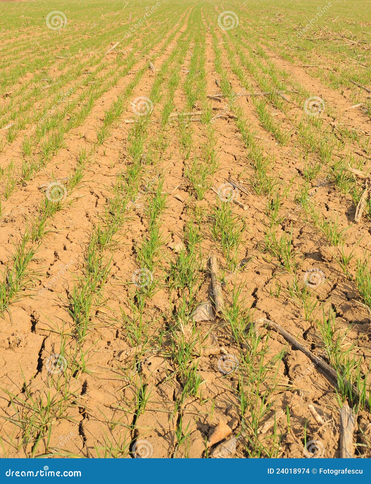 Green Grass in the Dry Ground Stock Photo - Image of ground, climate ...