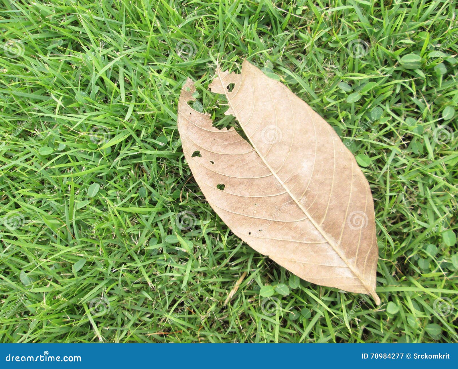 Green Grass and Dry Leaves on Ground Surface Texture Background Stock ...
