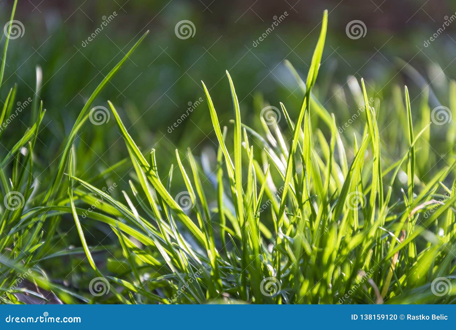 Green Grass on Early Spring Sun Stock Photo - Image of environment ...