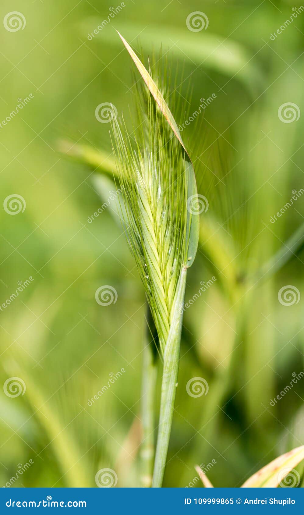 Green Grass with Ears on Nature Stock Image - Image of close, harvest ...