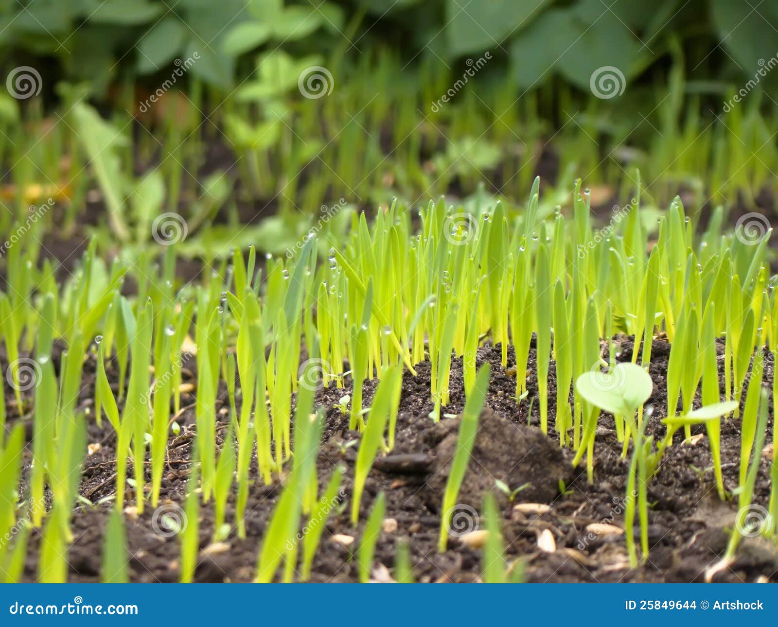 Green grass with earth stock photo. Image of cross, soil - 25849644