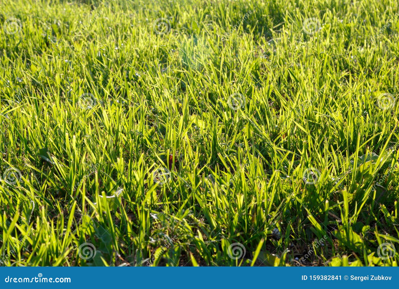 Green grass on the ground stock image. Image of summer - 159382841