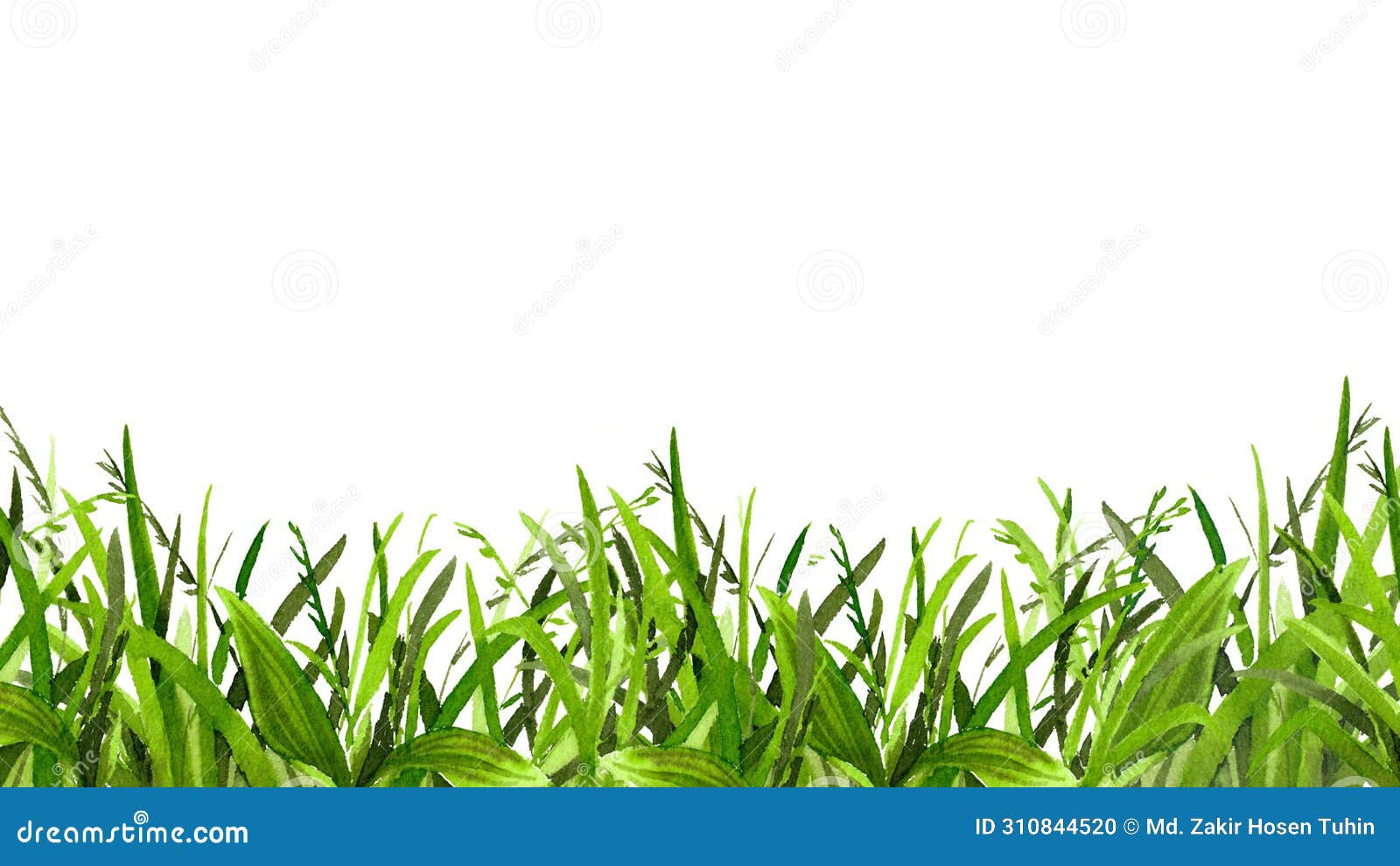 Green Grass Elements on Transparent Image Stock Photo - Image of ...