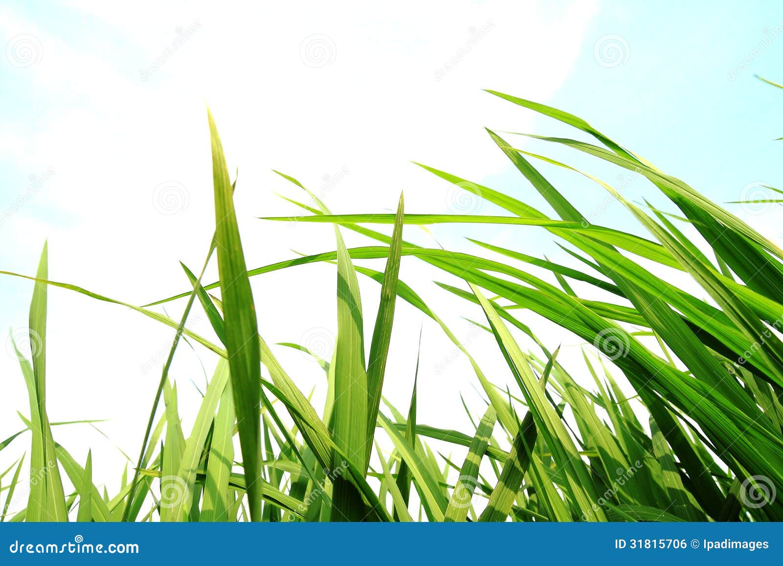 Green Grass,environmental Protection Concept Stock Photo - Image of ...