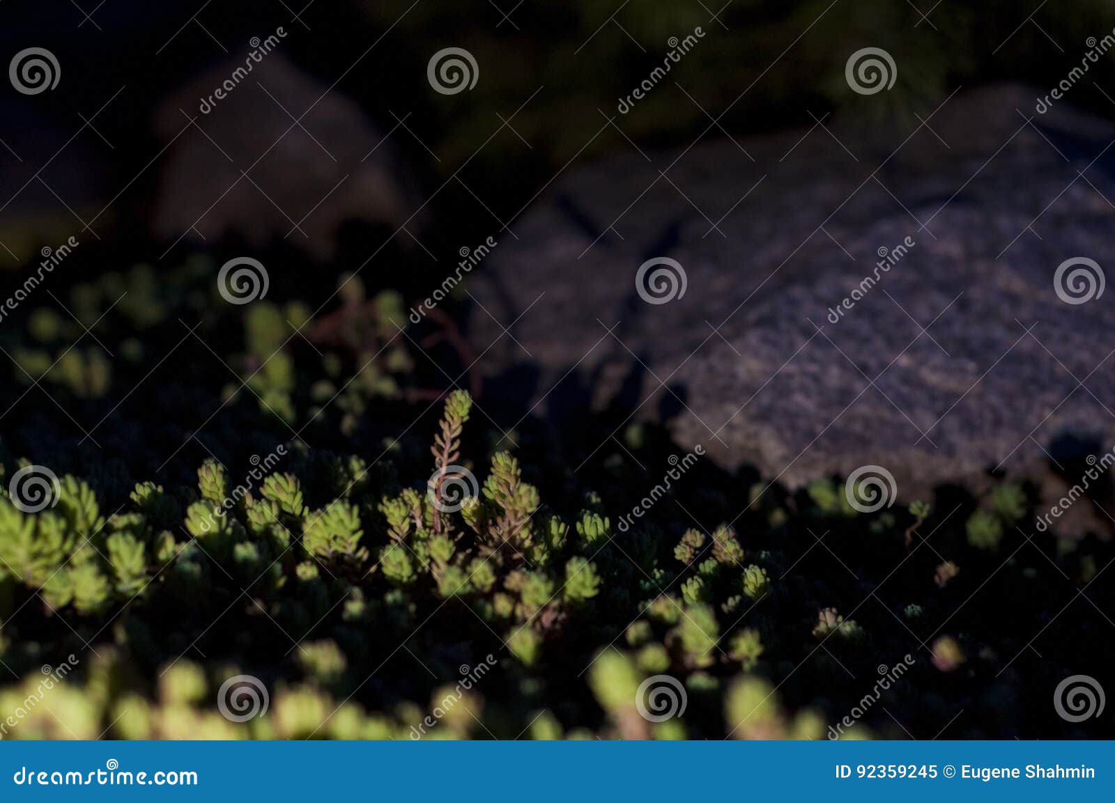 Green grass stock image. Image of grass, shot, countryside - 92359245