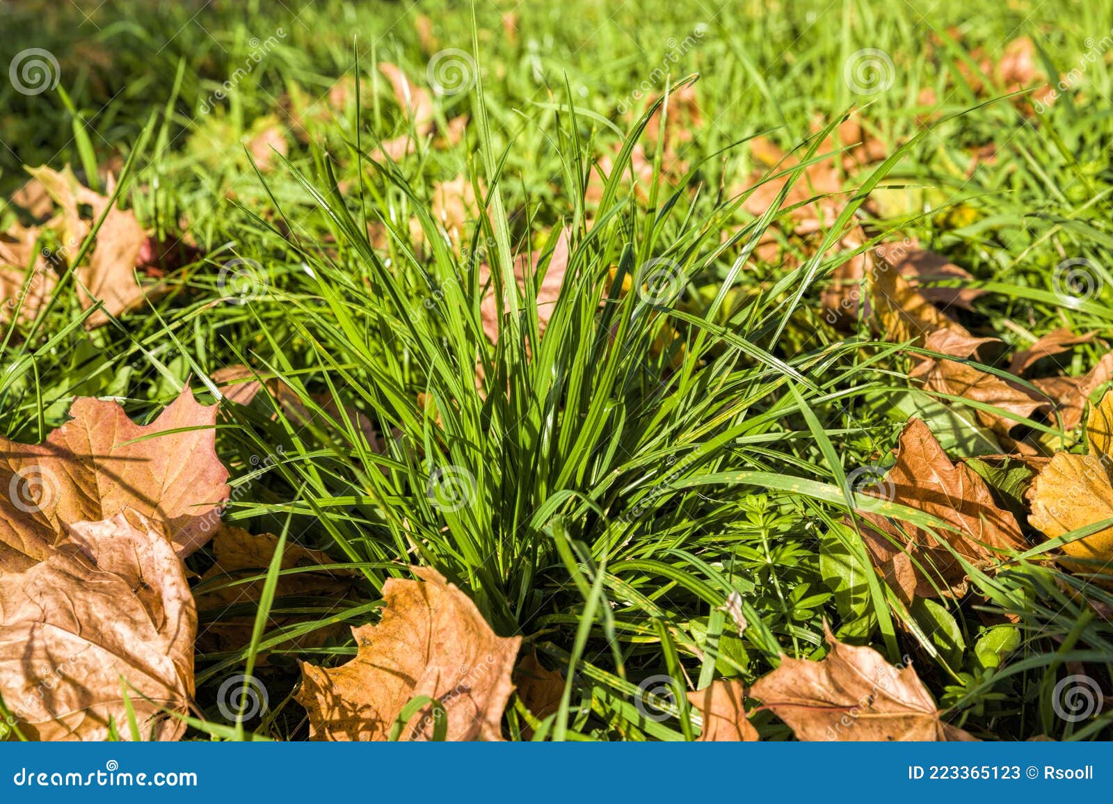 Green Grass and Fall Foliage Stock Image - Image of agriculture, beauty ...