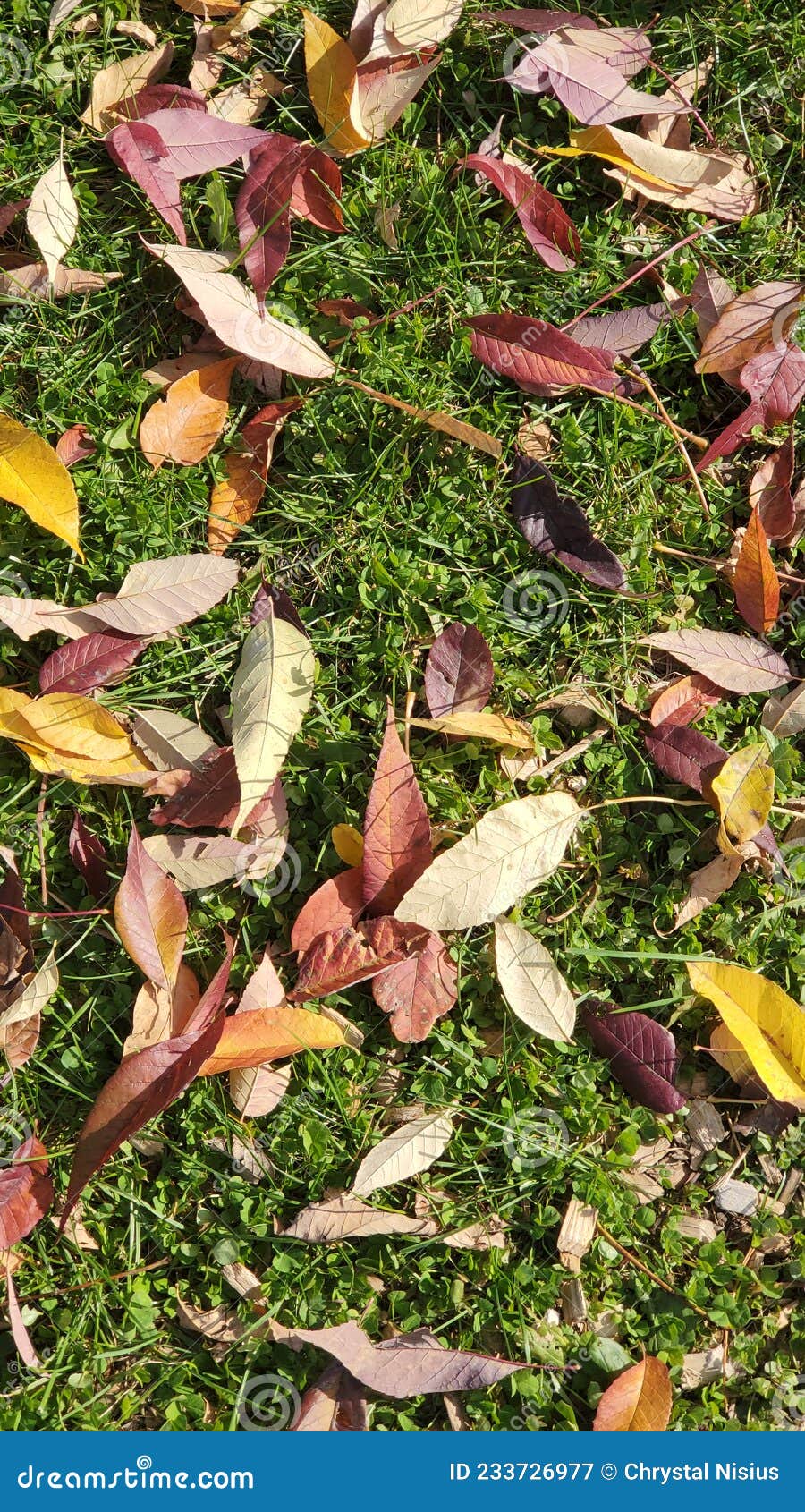 Green Grass Fall Leaves 2021 Stock Image - Image of flower, plant ...