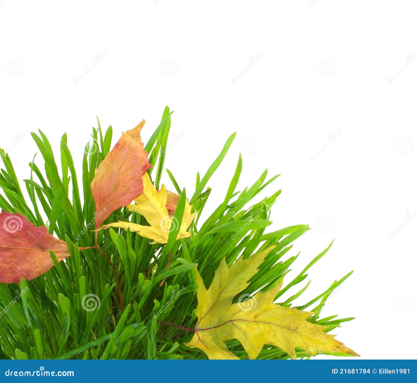 Green Grass and Fall Leaves, Isolated on White Stock Photo - Image of ...