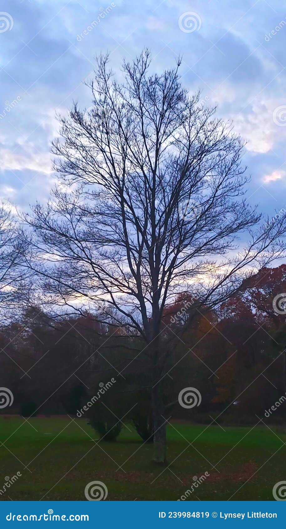 Green grass fall trees stock image. Image of nature - 239984819