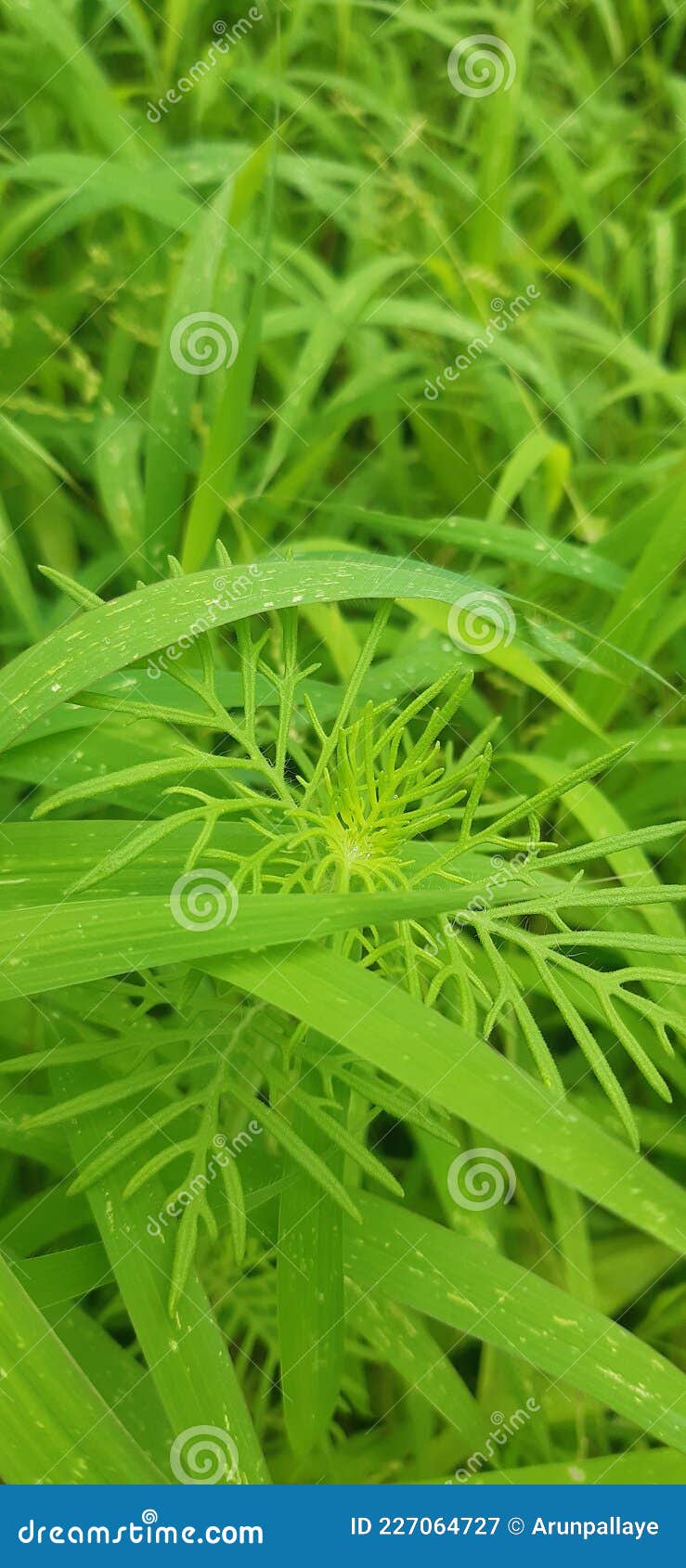 Green grass in a farm stock image. Image of food, grass - 227064727