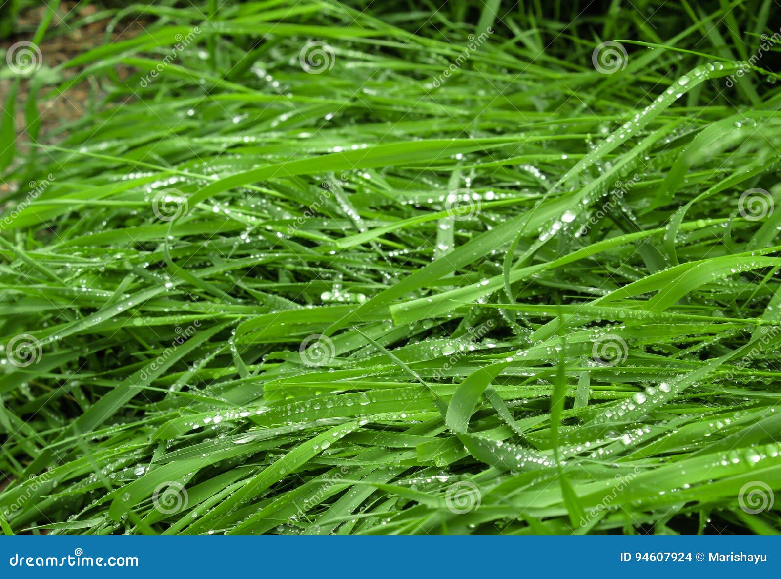The Green Grass Fell Down after the Rain Stock Photo - Image of rainy ...