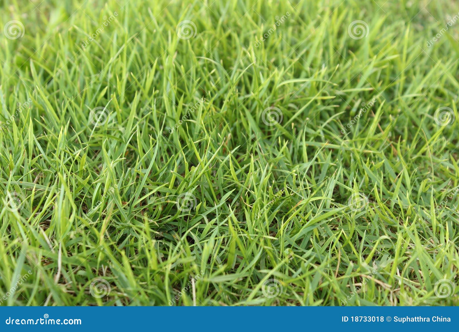 Green grass field stock photo. Image of carpet, natural - 18733018