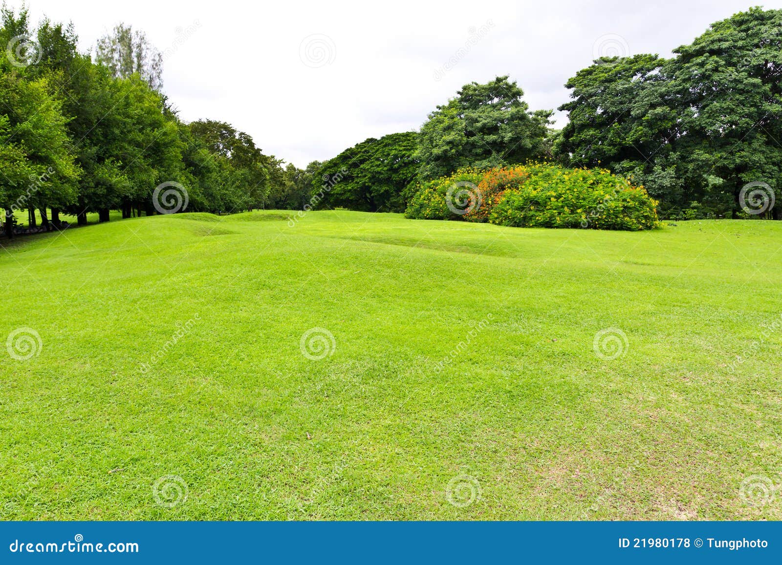 Green grass field stock photo. Image of cultivated, sunny - 21980178