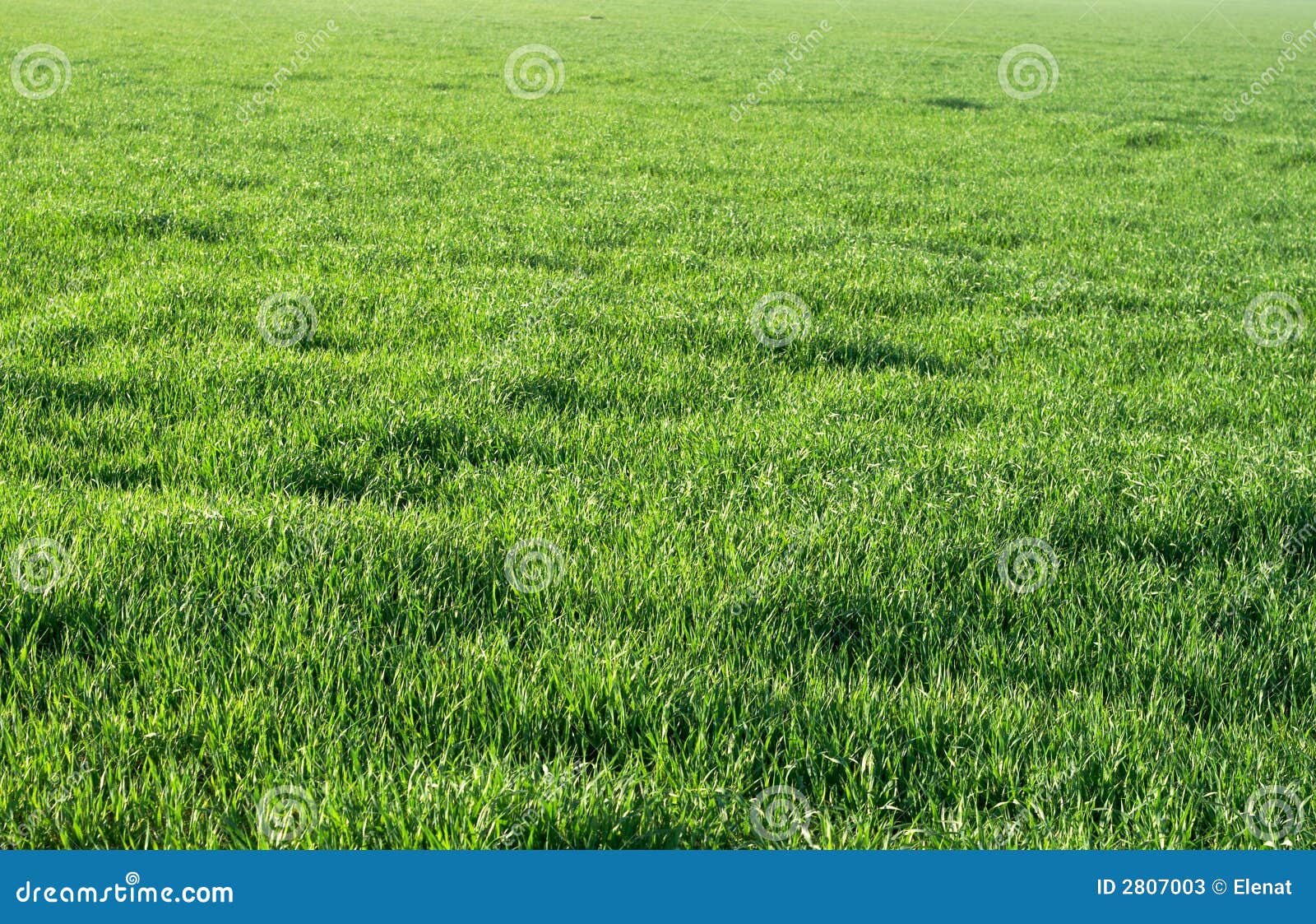 Green grass field stock image. Image of outdoor, country - 2807003